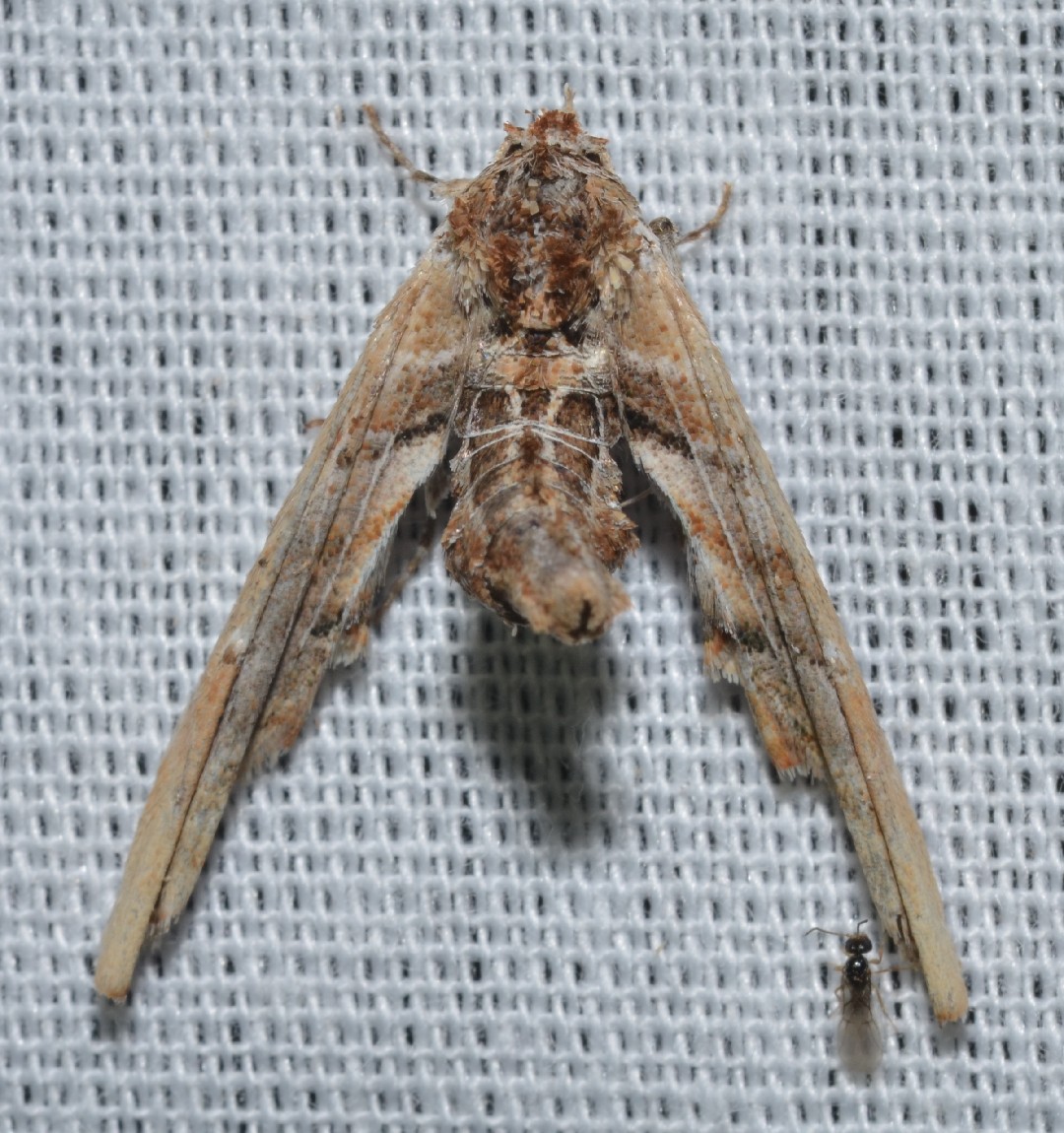 Marathyssa (Marathyssa) - Picture Insect