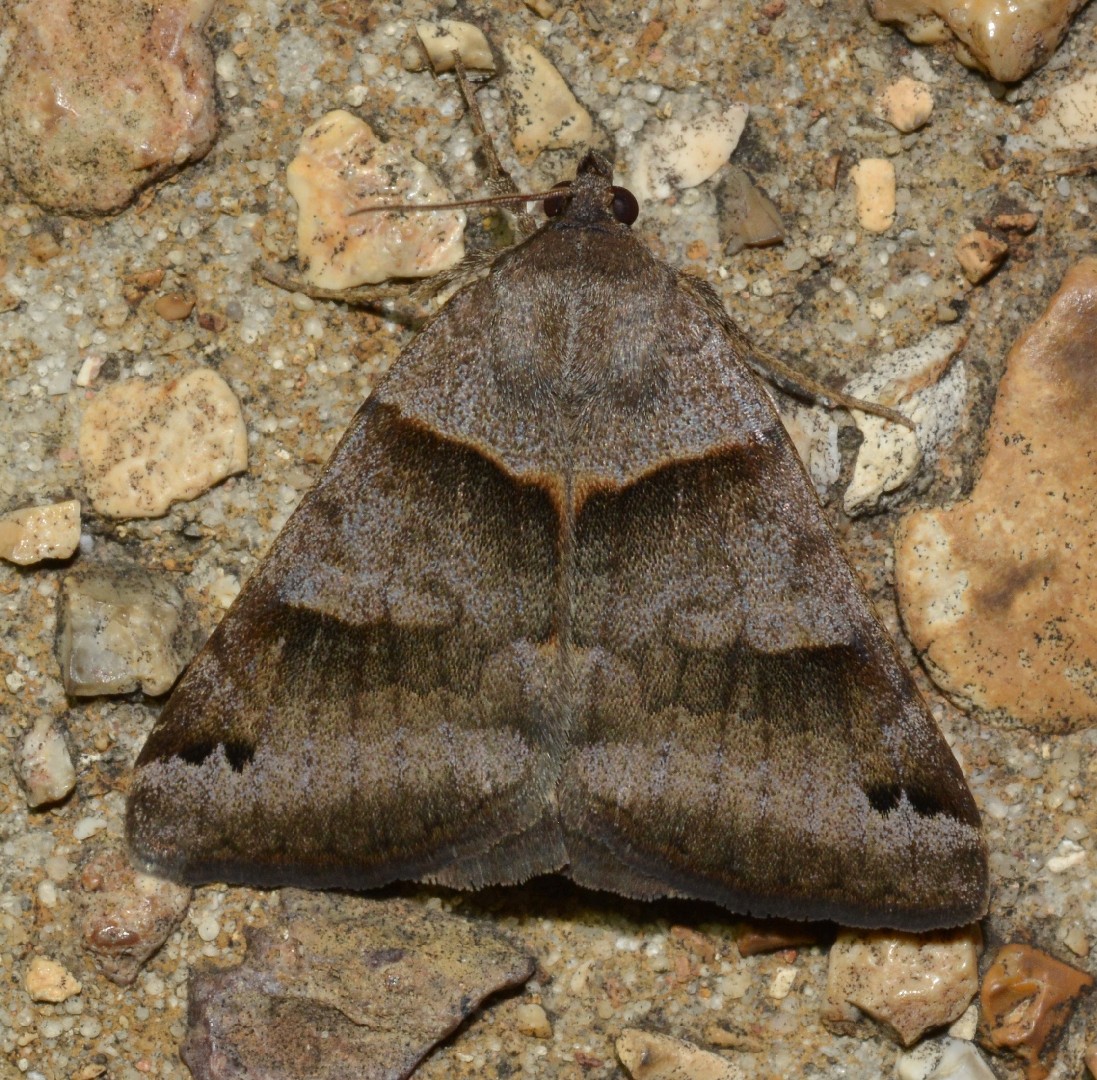 Caenurgina crassiuscula (Caenurgina crassiuscula) - Picture Insect