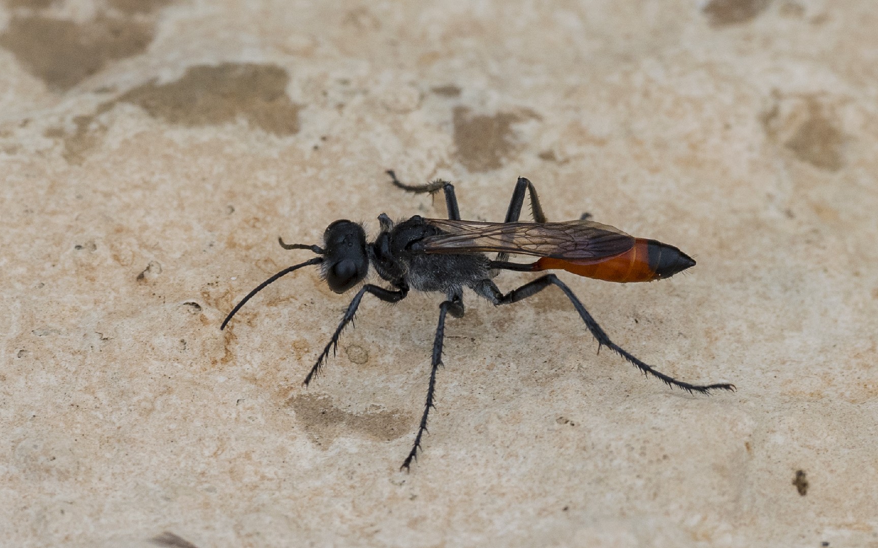 Avispa excavadora asiática (Ammophila sabulosa) - Picture Insect