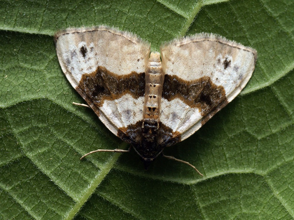Cosmorhoe ocellata (Cosmorhoe ocellata) - Picture Insect