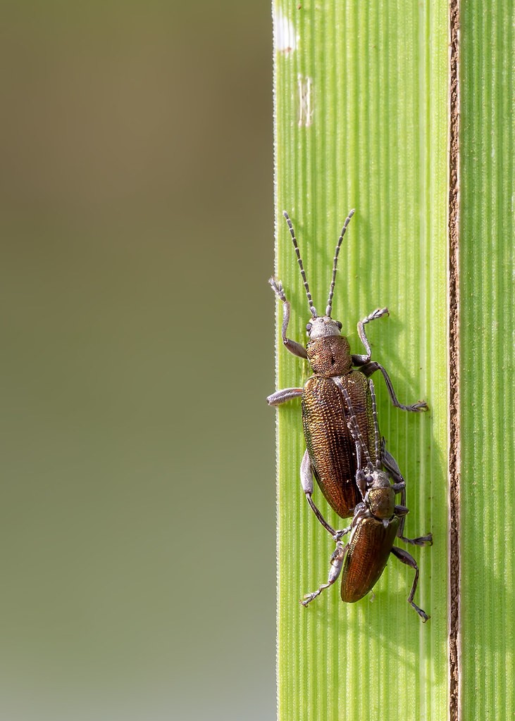 Donacia simplex (Donacia simplex) - Picture Insect