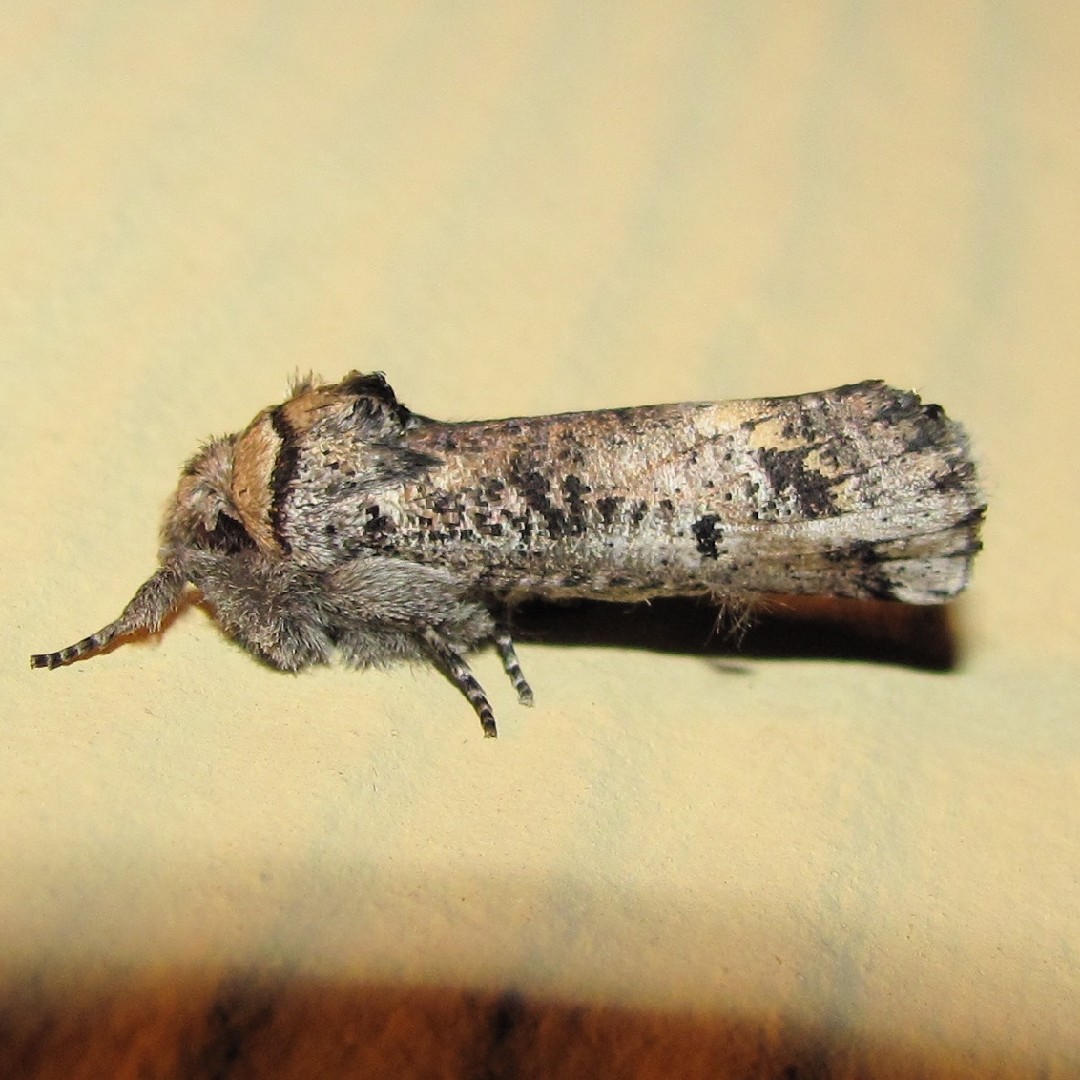 Aon (Aon) - Picture Insect