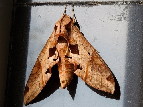 Polilla esfinge satélite (Eumorpha satellitia) - Picture Insect