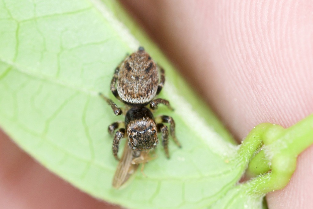 Evarcha (Evarcha) - Picture Insect