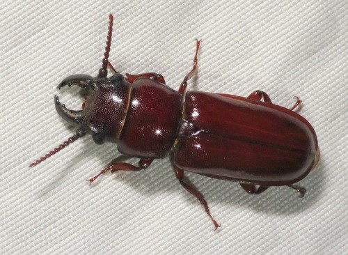Neandra (Neandra) - Picture Insect