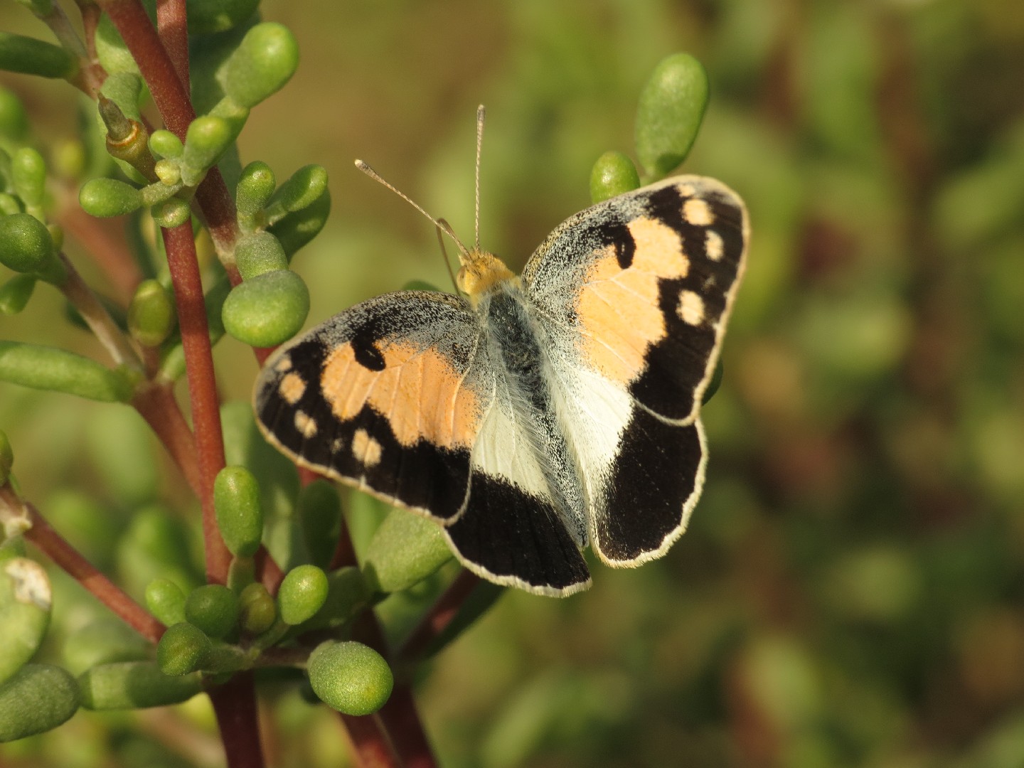 Colotis (Colotis) - Picture Insect