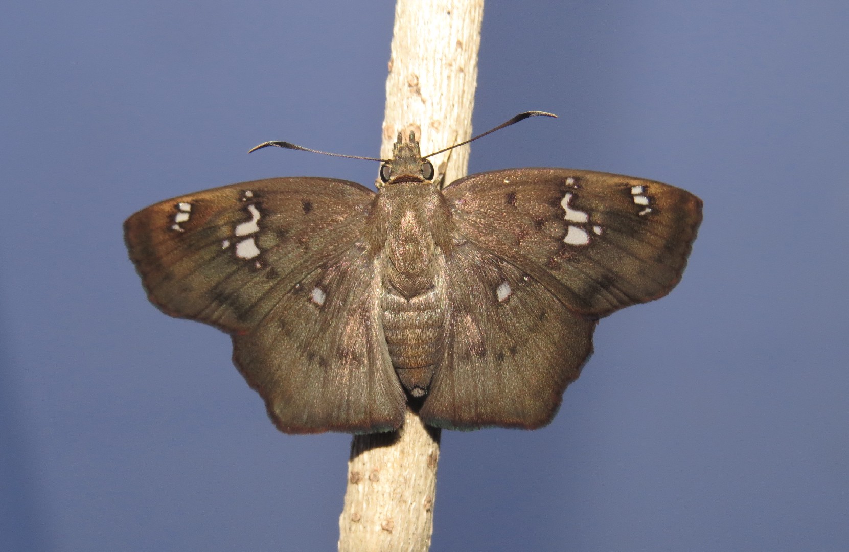 Tapena thwaitesi (Tapena thwaitesi) - Picture Insect