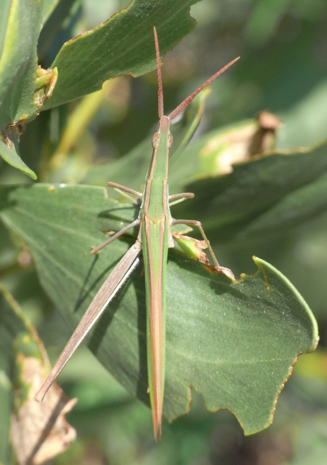 Acrida conica (Acrida conica) - Picture Insect