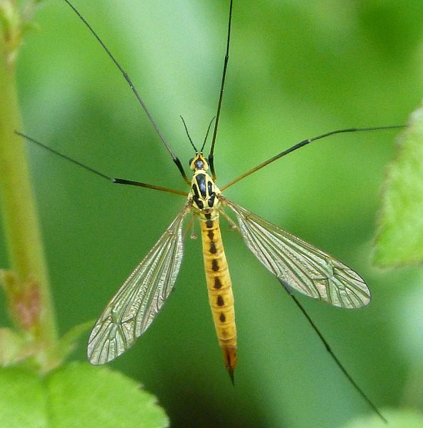 Nephrotoma flavescens (Nephrotoma flavescens) - Picture Insect