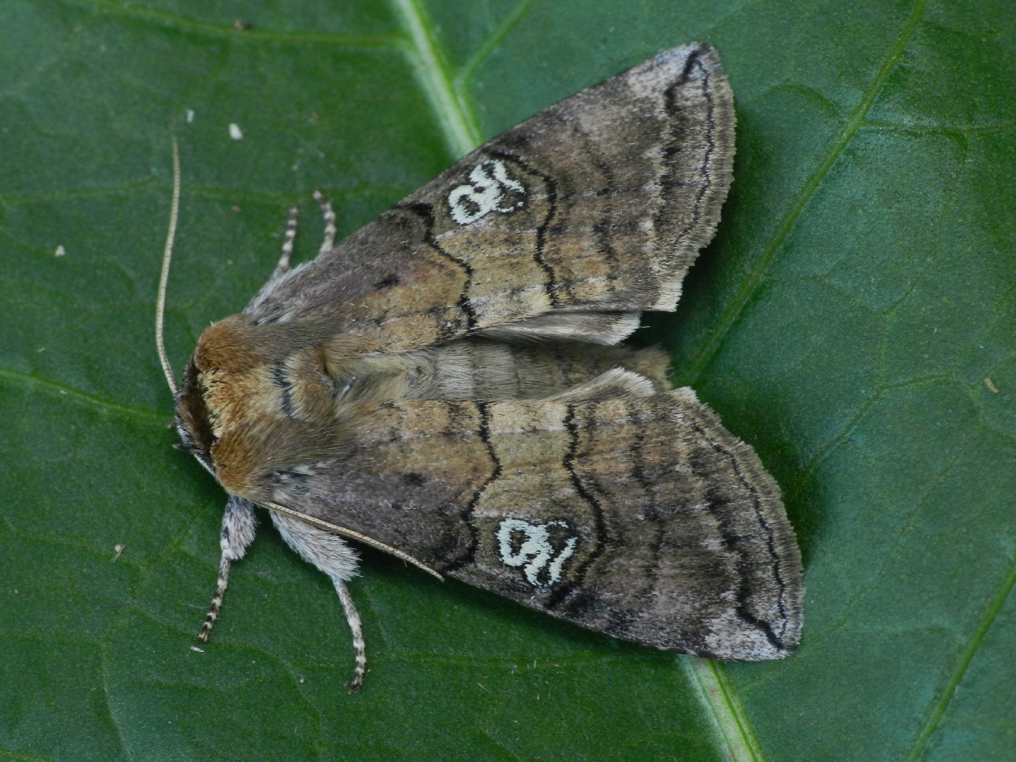 Tethea ocularis (Tethea ocularis) - Picture Insect