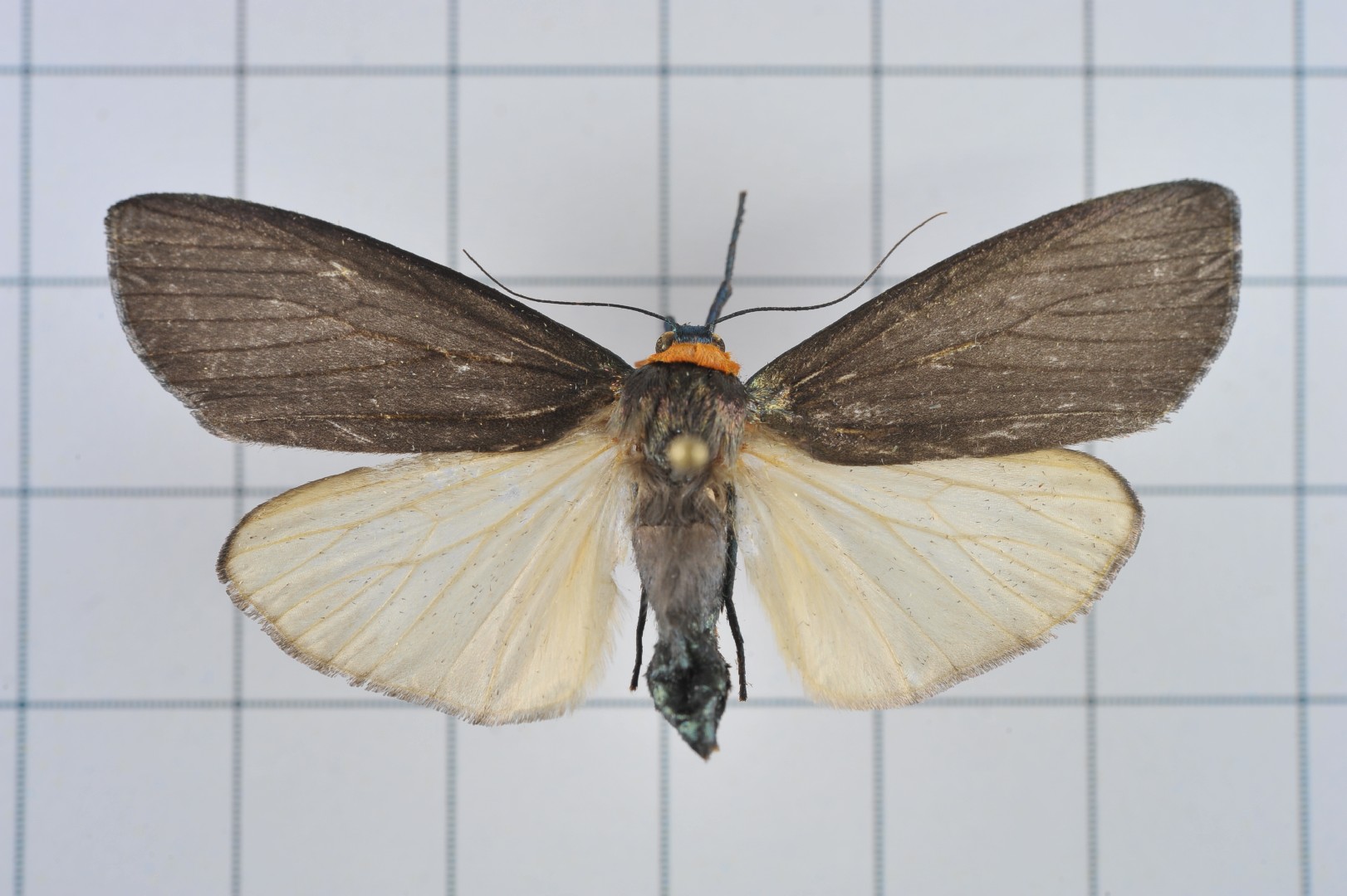 Paraona (Paraona) - Picture Insect