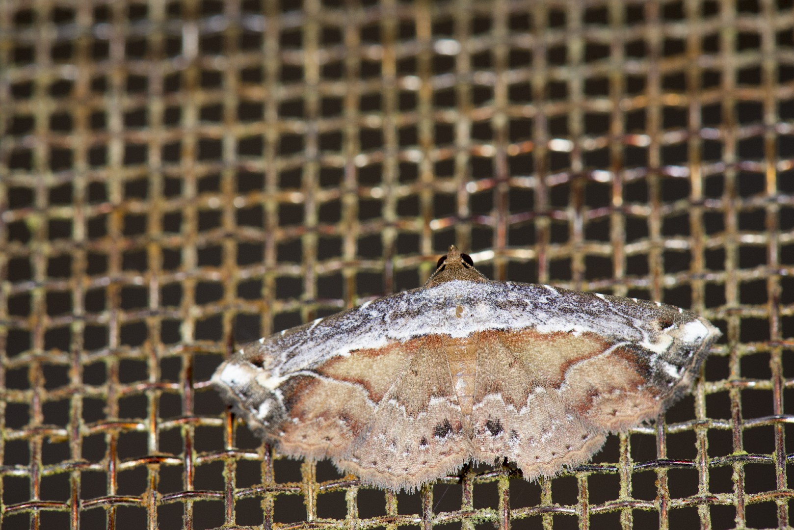 Zurobata vacillans (Zurobata vacillans) - Picture Insect