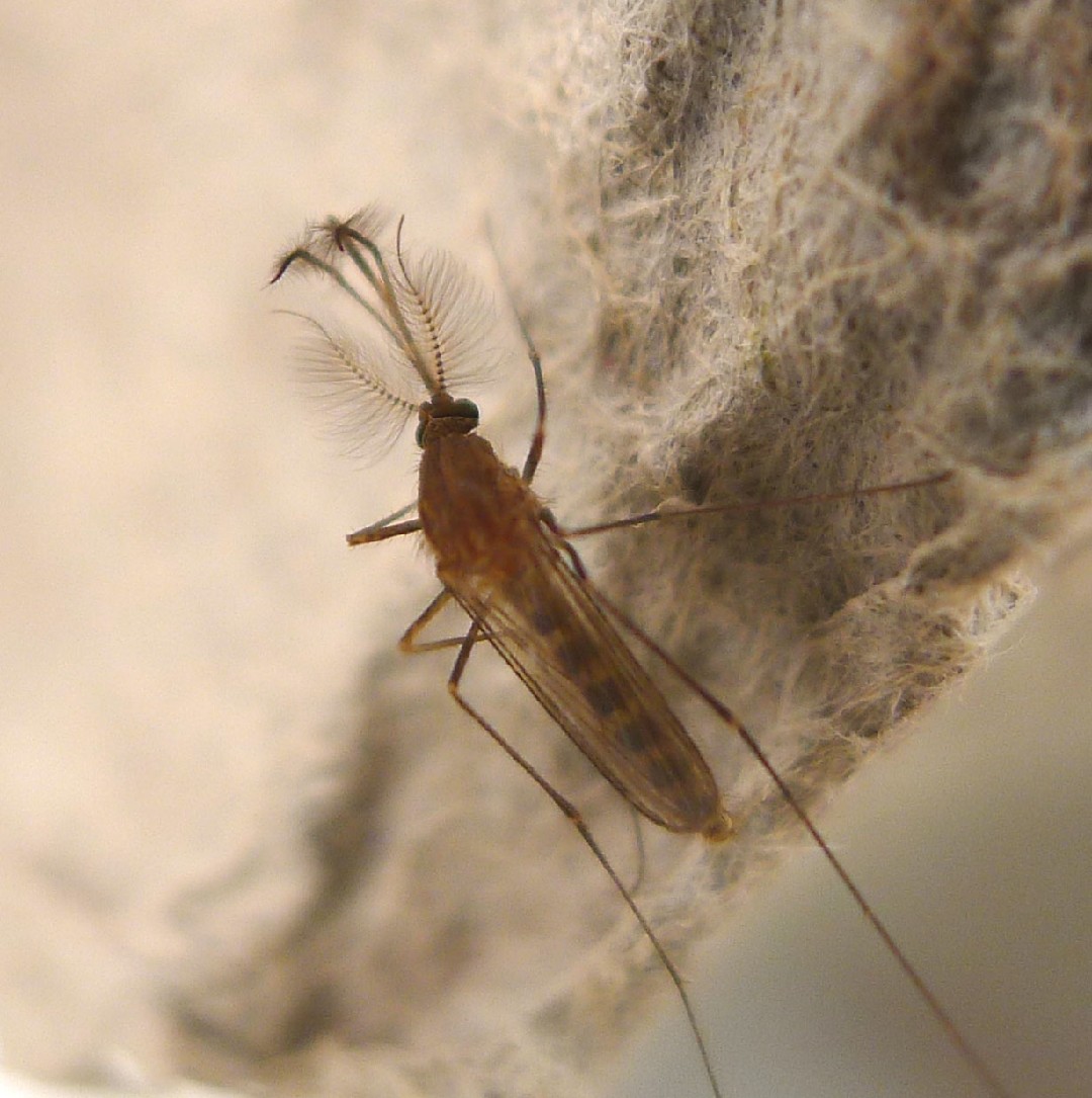 Mosquito común (Culex pipiens) - Picture Insect