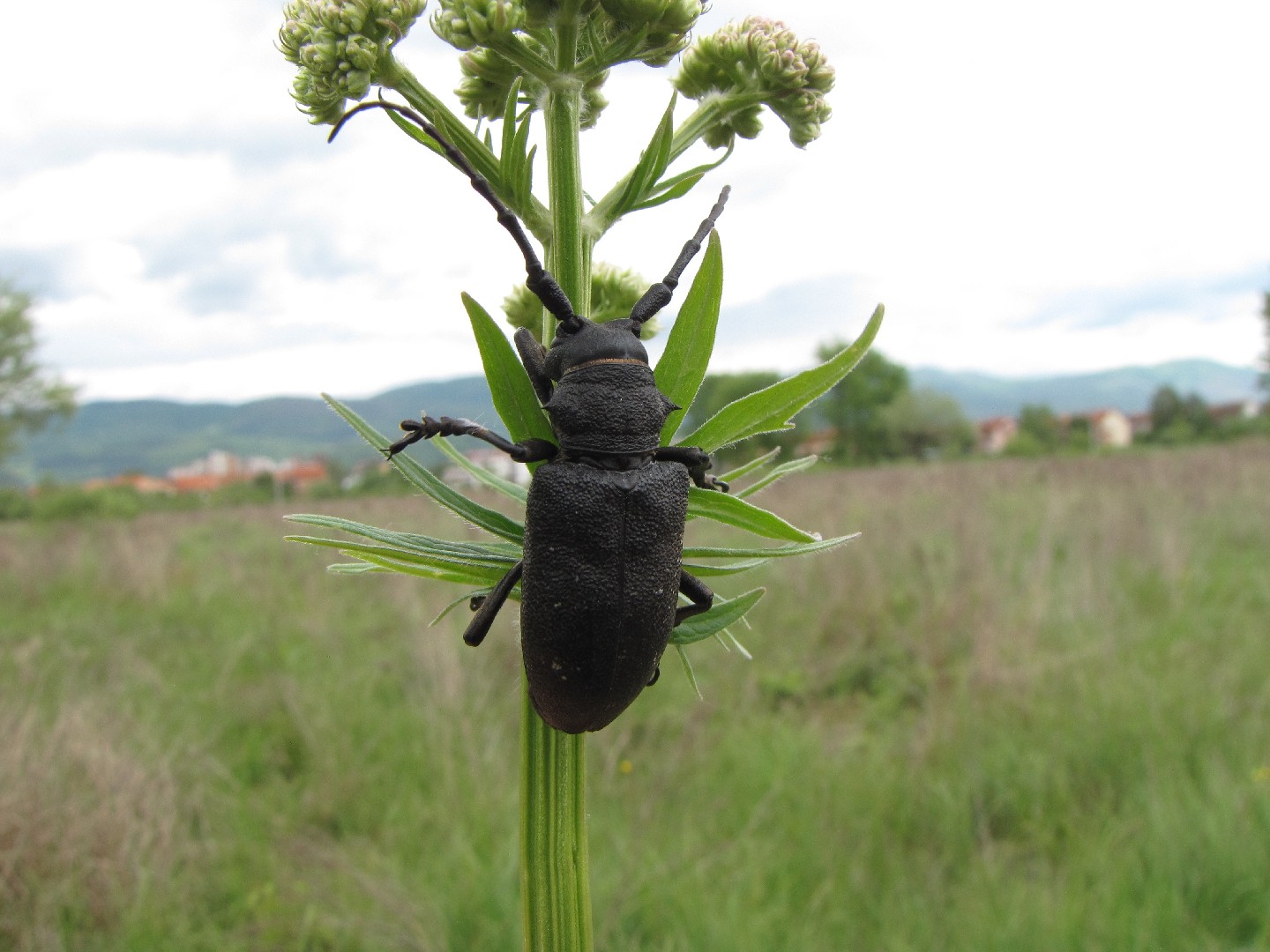 Lamia (Lamia) - Picture Insect