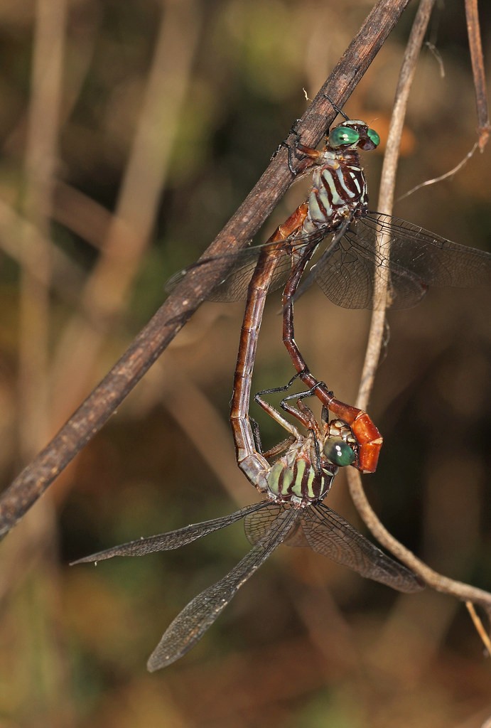 Stylurus plagiatus (Stylurus plagiatus) - Picture Insect