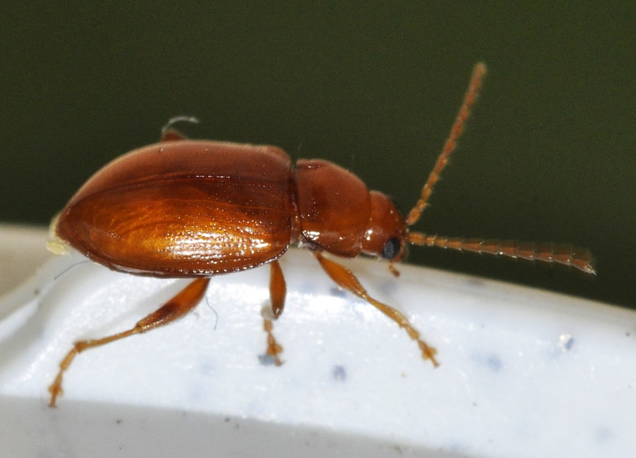 Neocrepidodera (Neocrepidodera) - Picture Insect