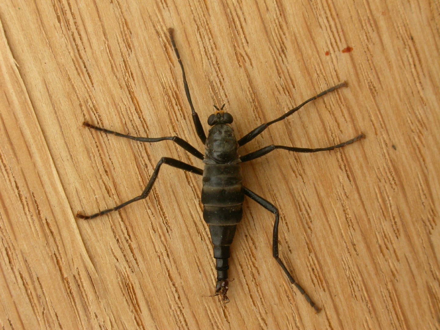 Boreoides (Boreoides) - Picture Insect