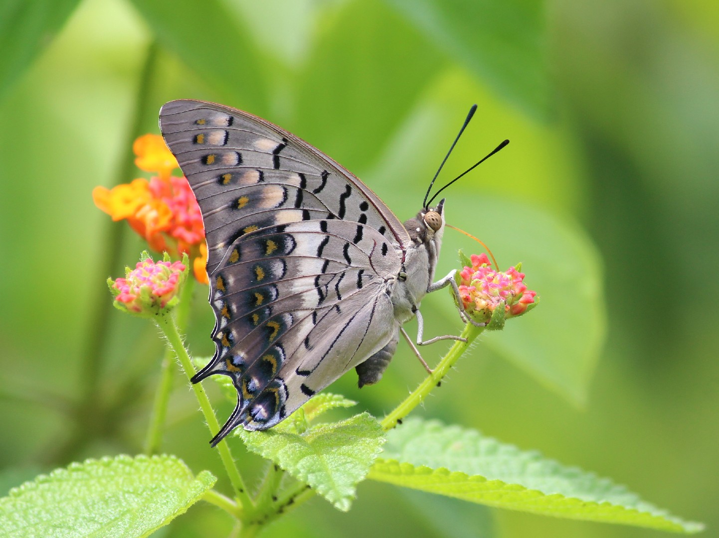 Charaxes (Charaxes) - Picture Insect