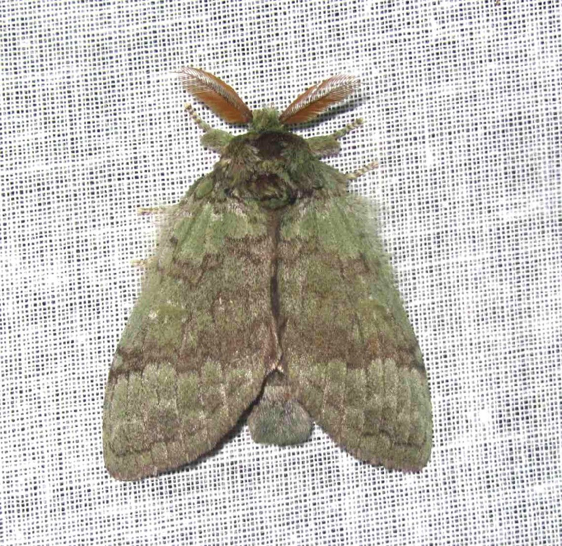 Netria (Netria) - Picture Insect