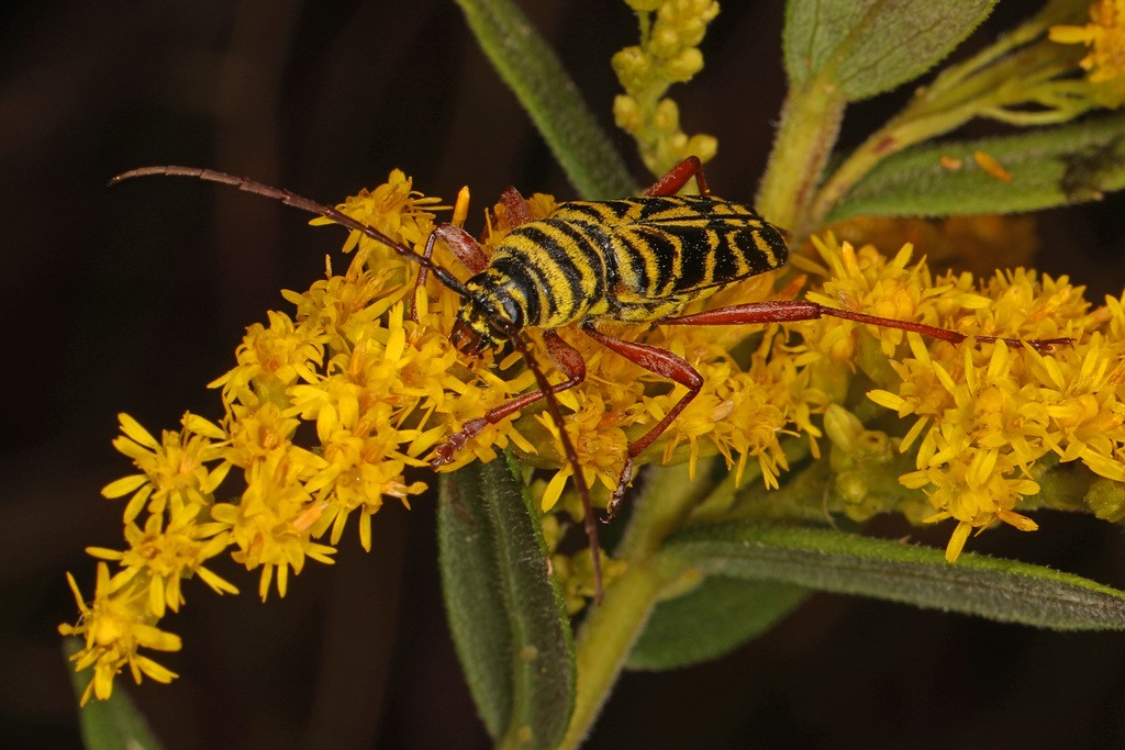 Megacyllene robiniae (Megacyllene robiniae) - Picture Insect