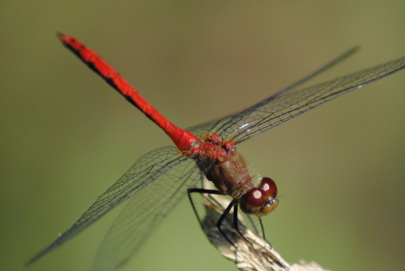 Sympetrum rubicundulum (Sympetrum rubicundulum) - Picture Insect