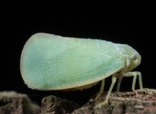 Ormenoides (Ormenoides) - Picture Insect