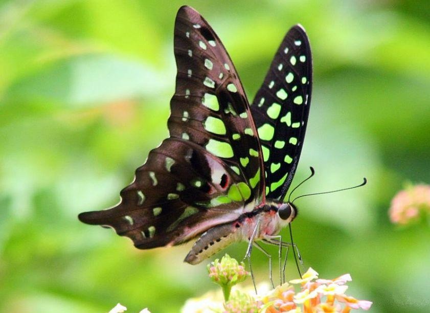 Graphium (Graphium) - Picture Insect