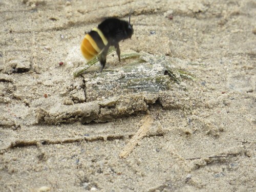 Eulaema (Eulaema) - Picture Insect