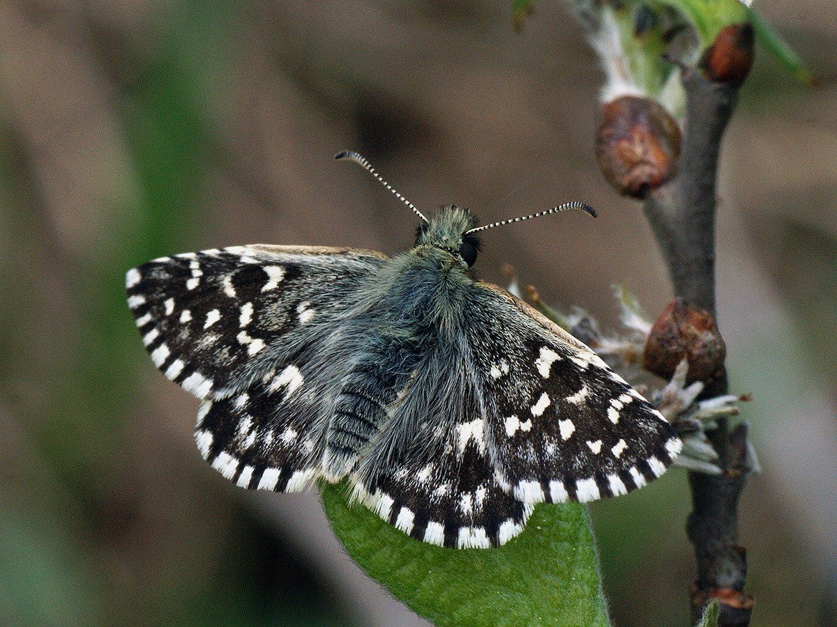 Pyrgus (Pyrgus) - Picture Insect