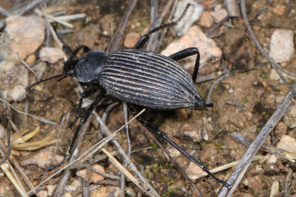 Eleodes hispilabris (Eleodes hispilabris) - Picture Insect