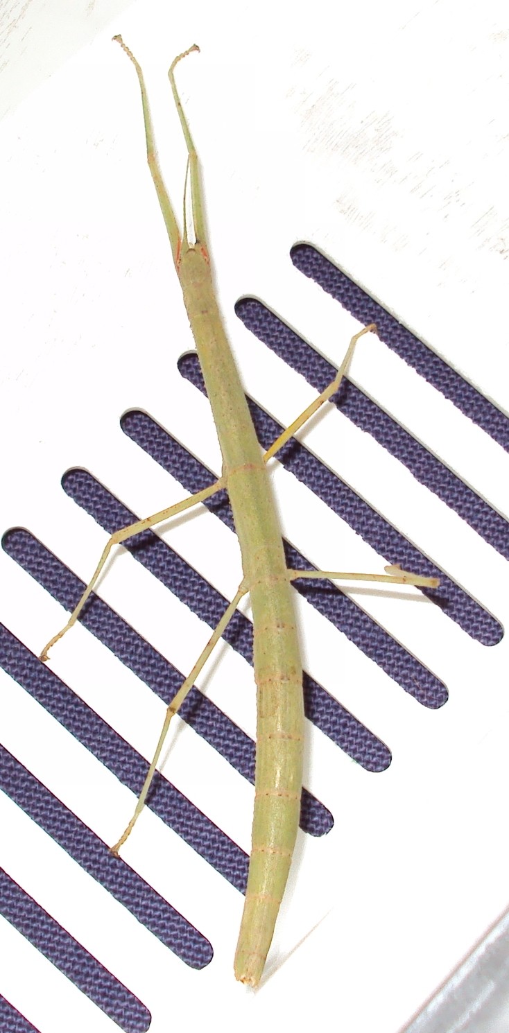 Carausius morosus (Carausius morosus) - Picture Insect