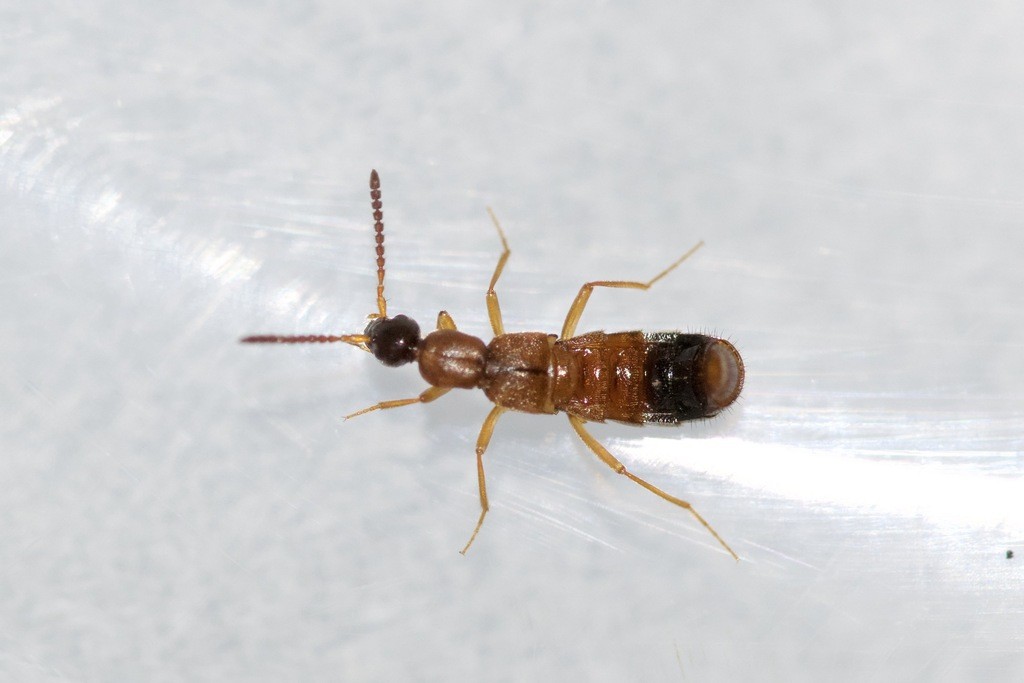 Drusilla canaliculata (Drusilla canaliculata) - Picture Insect