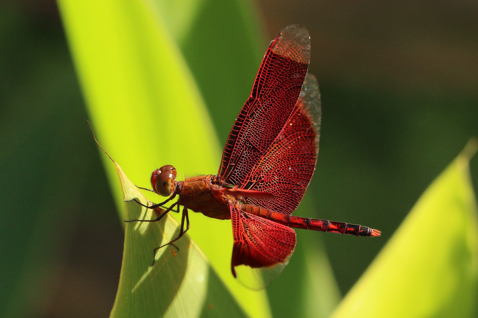 Neurothemis (Neurothemis) - Picture Insect