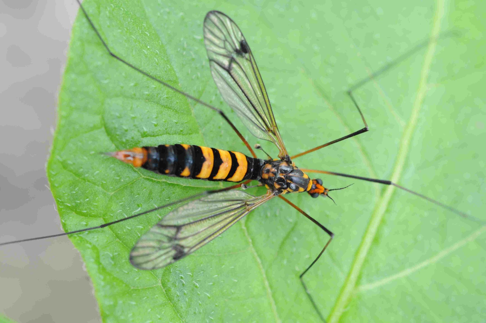 Nephrotoma crocata (Nephrotoma crocata) - Picture Insect