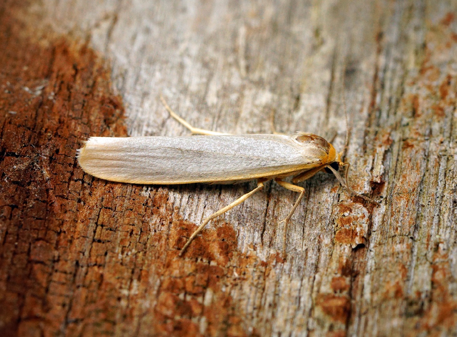 Eilema (Eilema) - Picture Insect