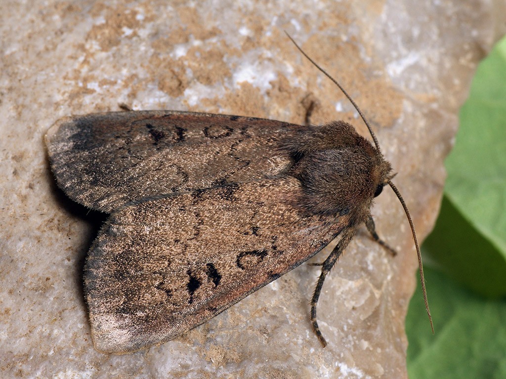 Augur-bodeneule (Graphiphora augur) - Picture Insect