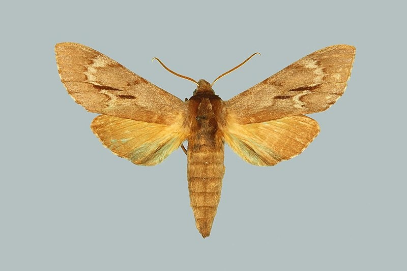 Lapara coniferarum (Lapara coniferarum) - Picture Insect