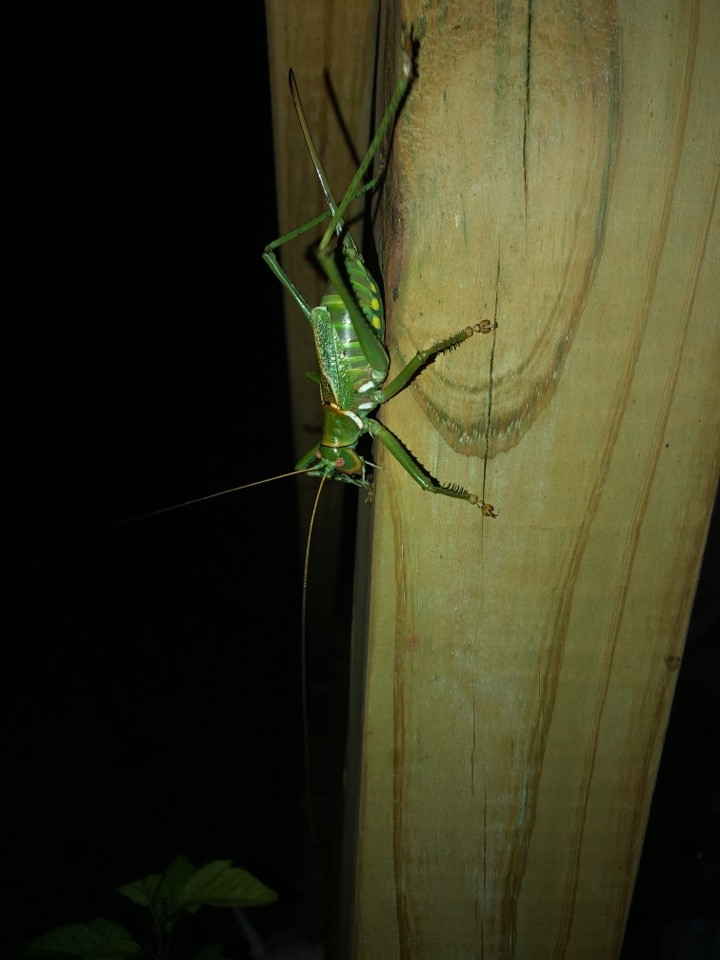 Neobarrettia (Neobarrettia) - Picture Insect