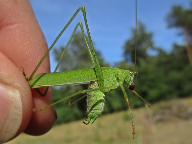 Phanéroptère (Phaneroptera) - Picture Insect