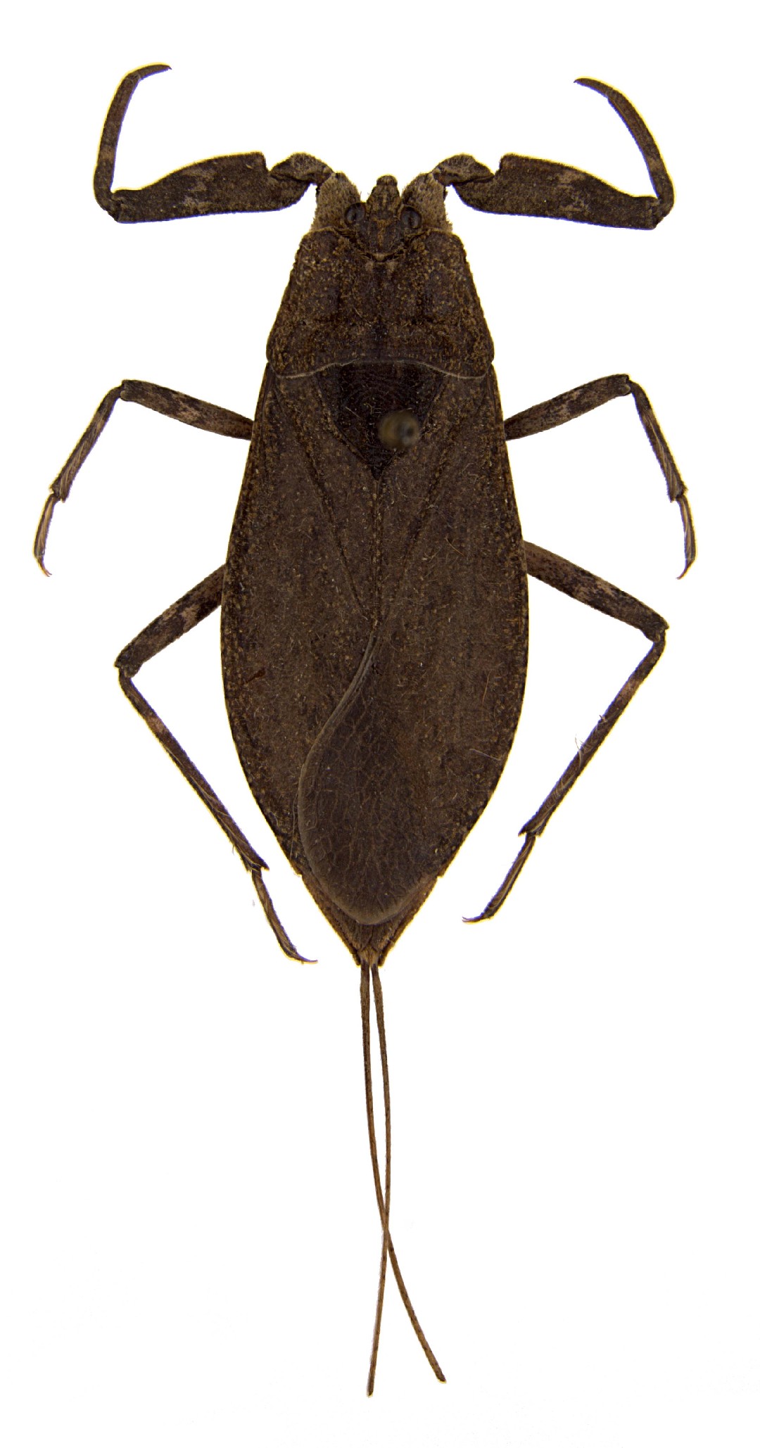 Nèpe (Nepa cinerea) - Picture Insect