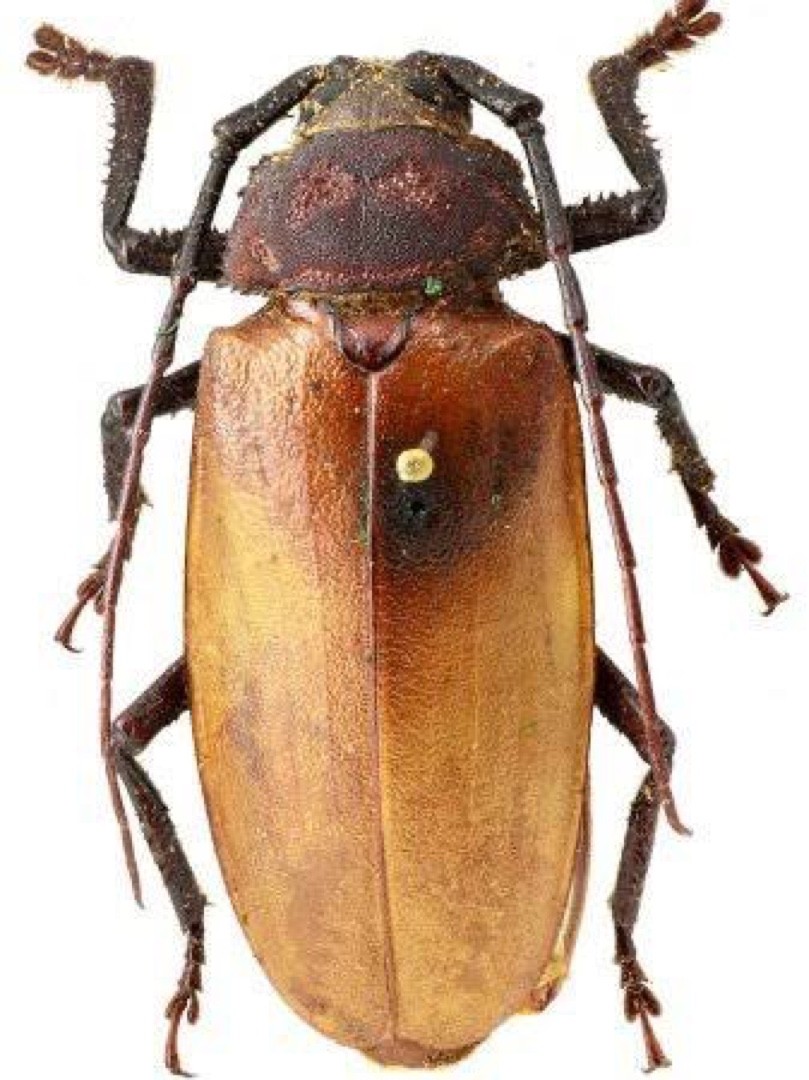 Agrianome (Agrianome) - Picture Insect