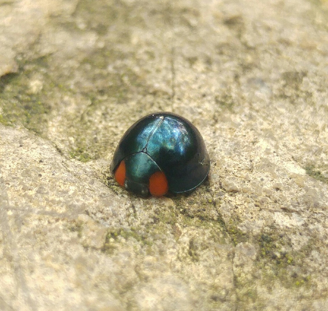 Curinus coeruleus (Curinus coeruleus) - Picture Insect