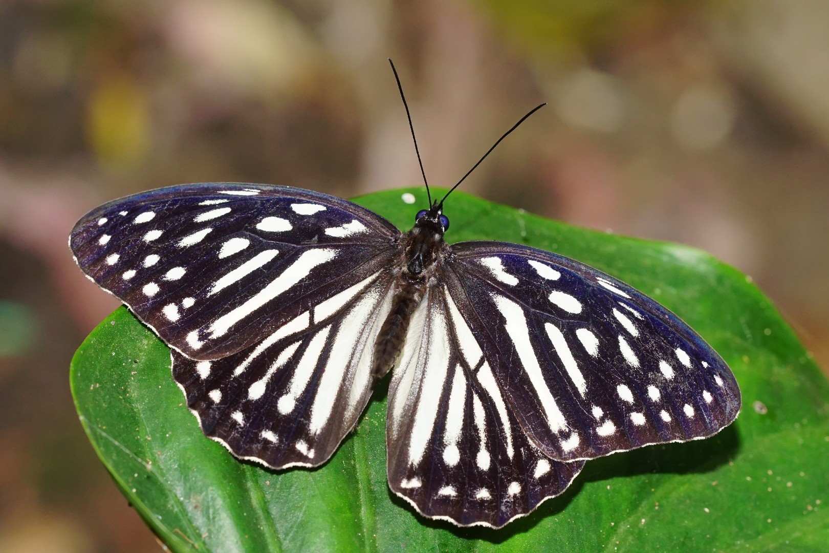 Penthema formosanum (Penthema formosanum) - Picture Insect
