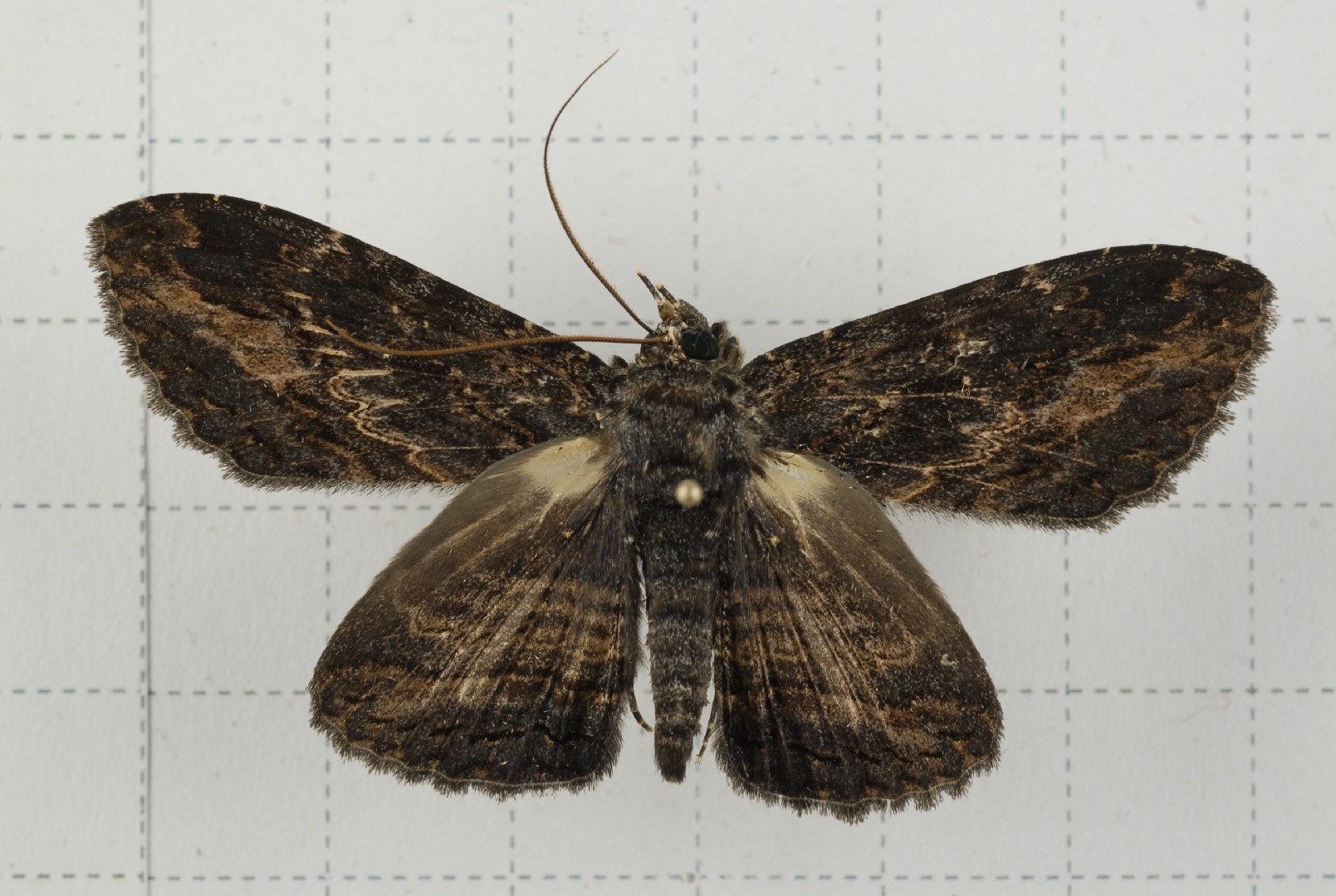Anisoneura (Anisoneura) - Picture Insect