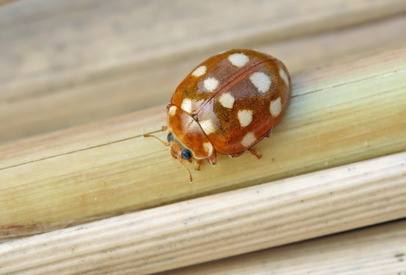 Calvia (Calvia) - Picture Insect