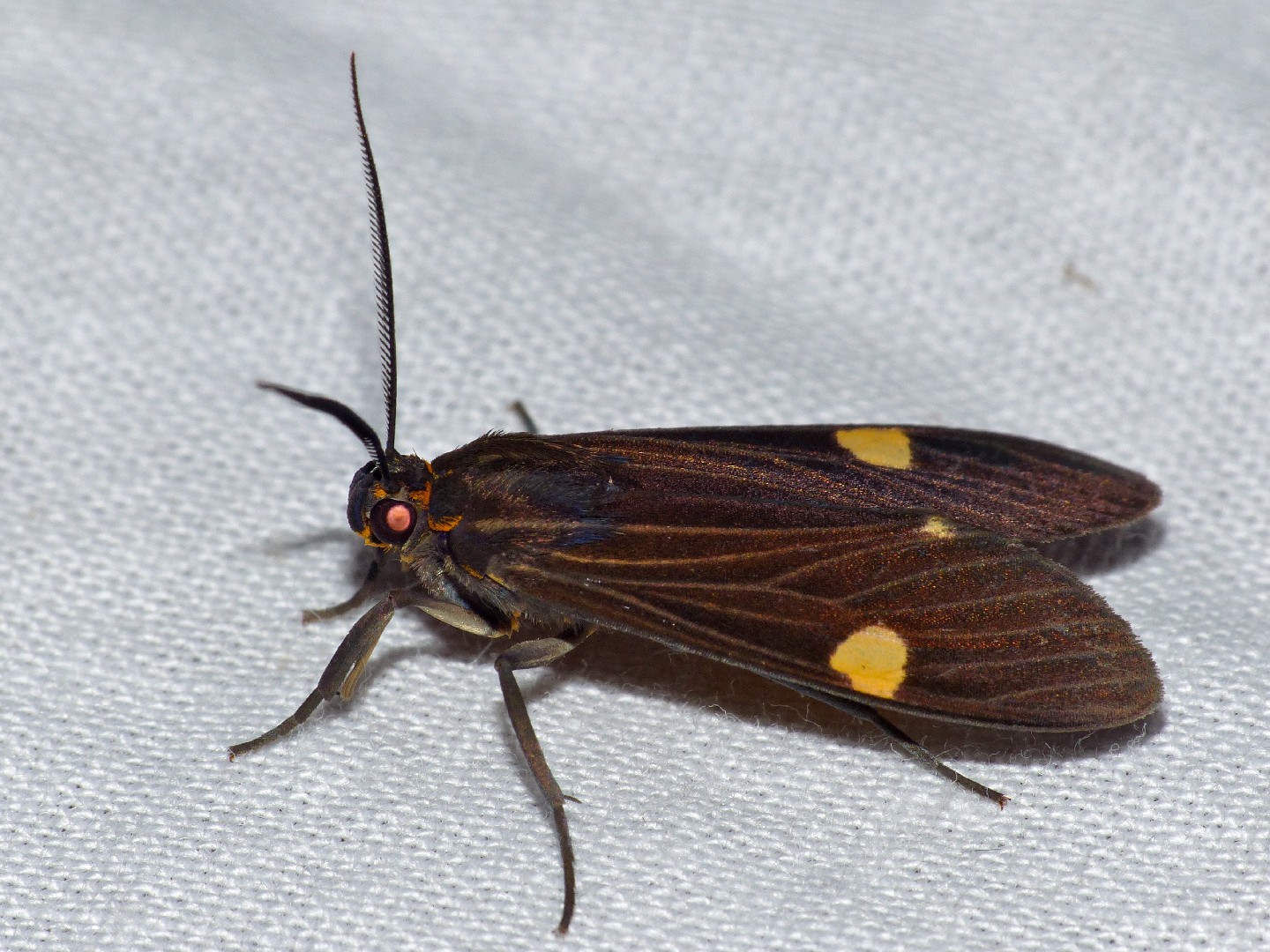 Aclytia (Aclytia) - Picture Insect