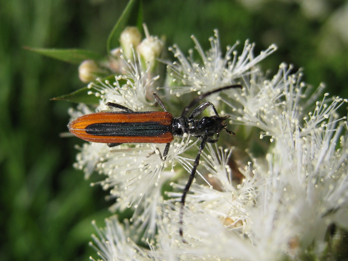 Stenoderus (Stenoderus) - Picture Insect