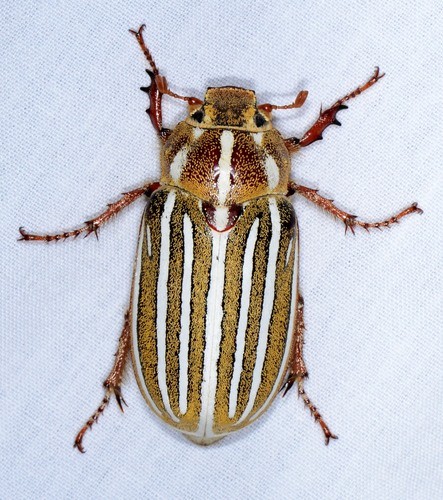 Polyphylla decemlineata (Polyphylla decemlineata) - Picture Insect