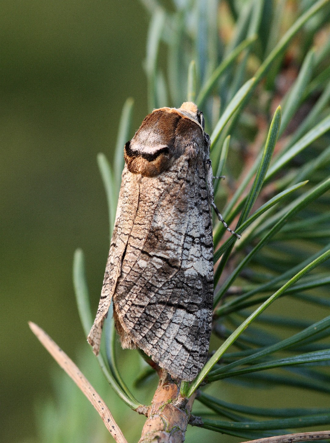 Cossus (Cossus) - Picture Insect