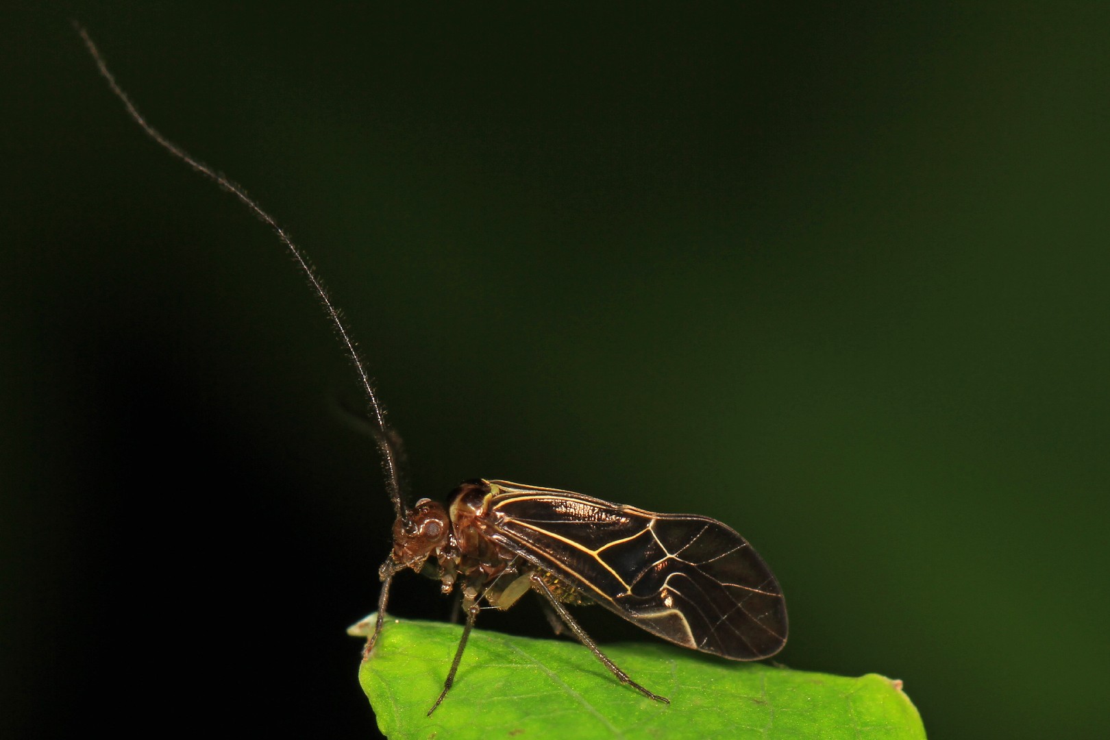 Cerastipsocus venosus (Cerastipsocus venosus) - Picture Insect